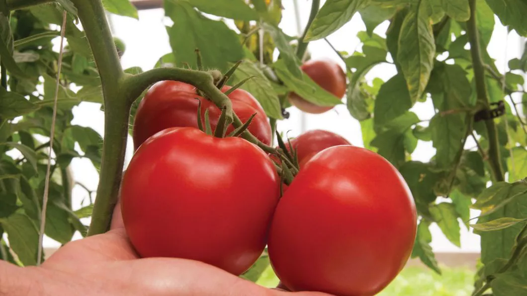 Stropeste rosiile cu cenusa, lapte sau drojdie si le scapi de boli – 6 ...