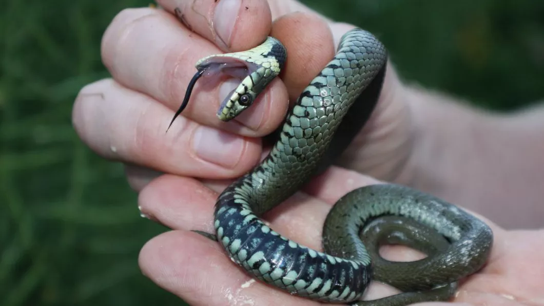 Ce inseamna cand vezi in curte un sarpe cu pete galbene. Nu-l omori ...