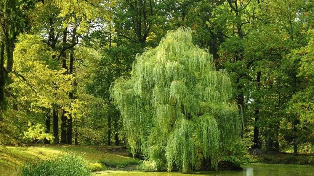 Copaci care cresc repede: Speciile potrivite pentru grădina ta