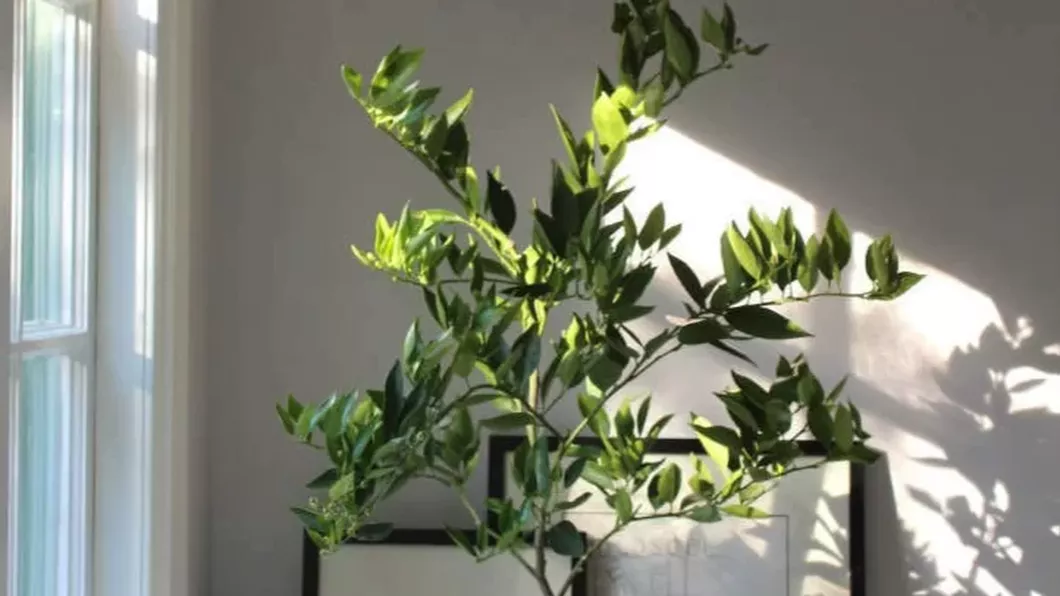 Floarea banului. Ce plante să crești pe pervazul tău pentru a avea ...