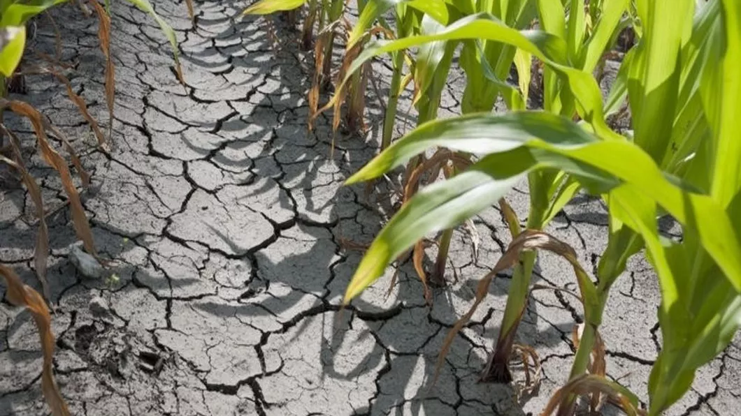 Ministerul Agriculturii: „Seceta a afectat 450.198 hectare în 35 de ...