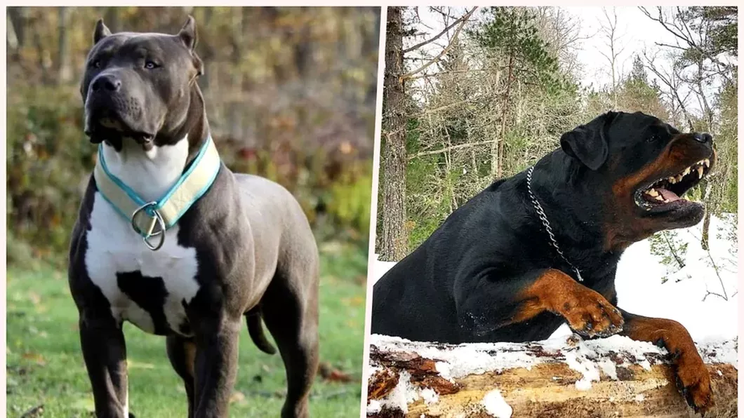 Copil de 13 ani, atacat de o haită de câini, în Teleorman • Buna Ziua ...