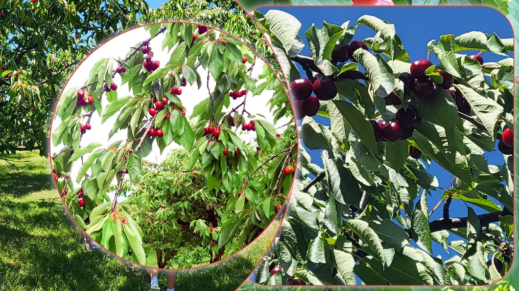 Când apar cireșele românești în piețele din Iași? Pomicultorii se
