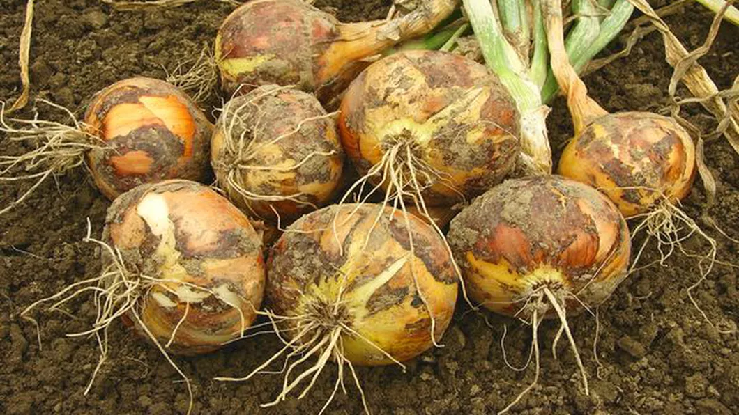 Când se culcă ceapa. Recoltarea și îngrijirea corectă a cepei