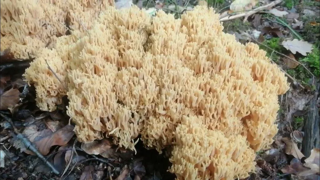 Este comestibilă ciuperca creasta cocoșului?