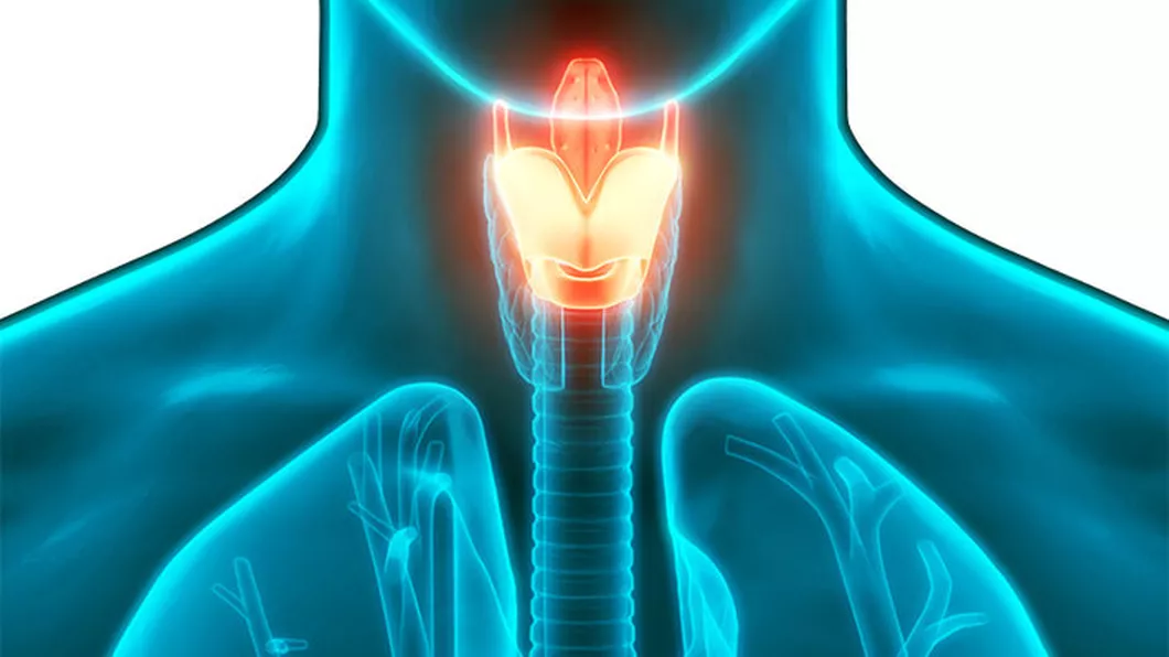 Ce este epiglota și ce rol are în organismul uman