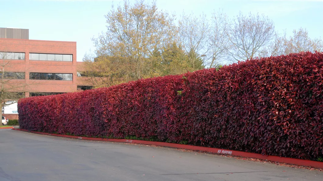 Motive pentru care gardul viu Photinia se află în topul preferințelor ...