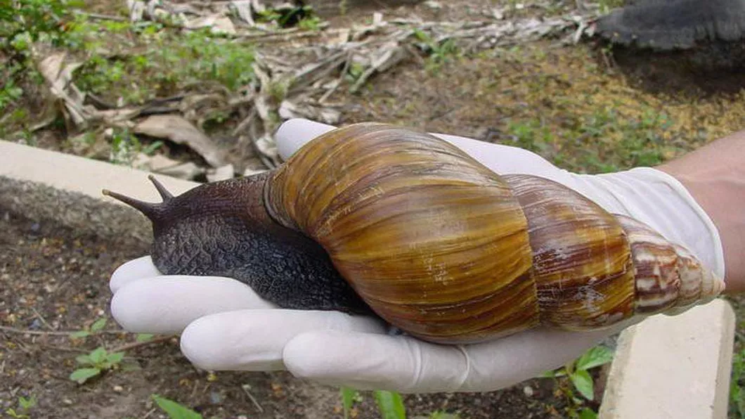 Melcii africani uriași ca animale de companie au cucerit internetul ...