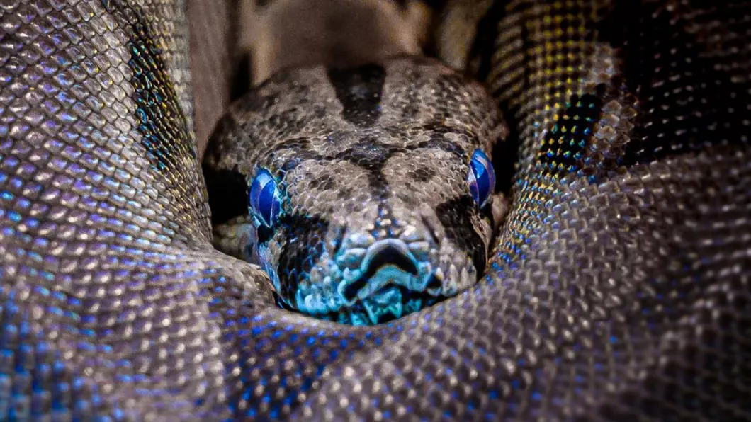 Lucruri senzaționale despre șarpele Boa!