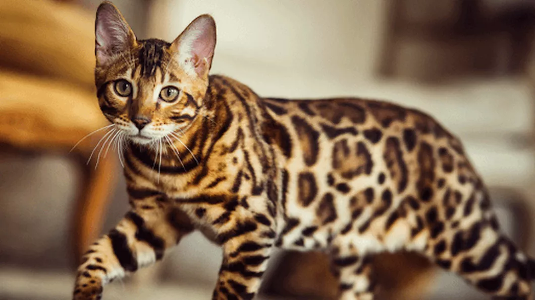 Toate informațiile pe care trebuie să le știi despre pisica Bengaleză