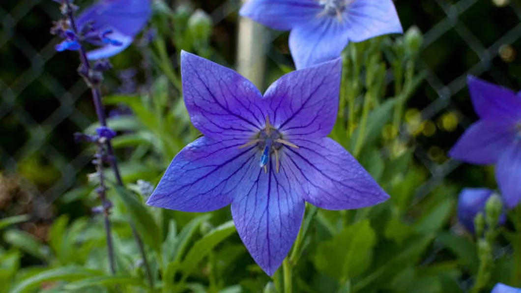 Floarea balon, ideală pentru a înfrumuseța grădina. Cum se îngrijește ...