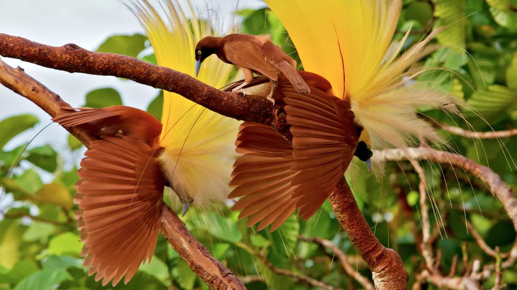 Cele mai exotice păsări din lume. Uimitoare creații ale naturii
