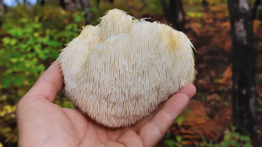 Ciuperca coama leului, cea mai bună ciupercă pentru sănătatea mintală ...