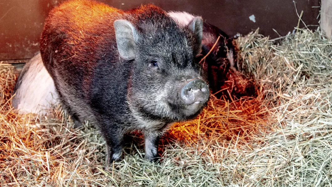 Porcul vietnamez, specia de porc cu cea mai sănătoasă carne, carnea lui ...