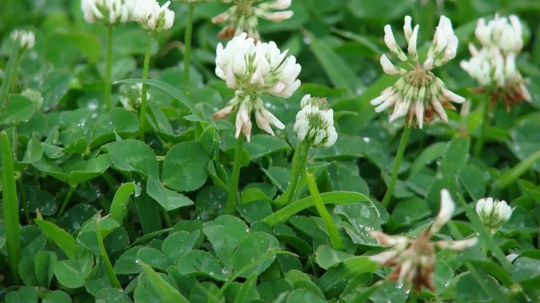 Trifoiul alb - benefic in zeci de afectiuni • Buna Ziua Iasi • BZI.ro