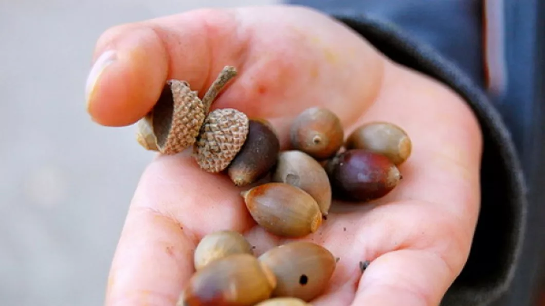 De ce sa mancam ghinde • Buna Ziua Iasi • BZI.ro