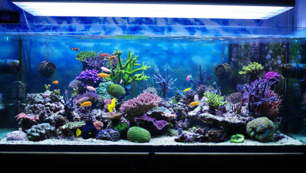 Totul despre acvarii: Sfaturi pentru amenajarea și îngrijirea corectă a acvariului • Buna Ziua ...