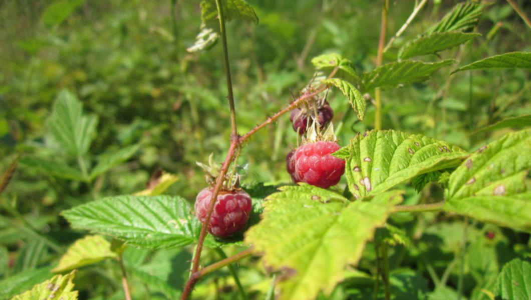 Extractul din mlădițe de zmeur: Tratamentul naturist pentru femei