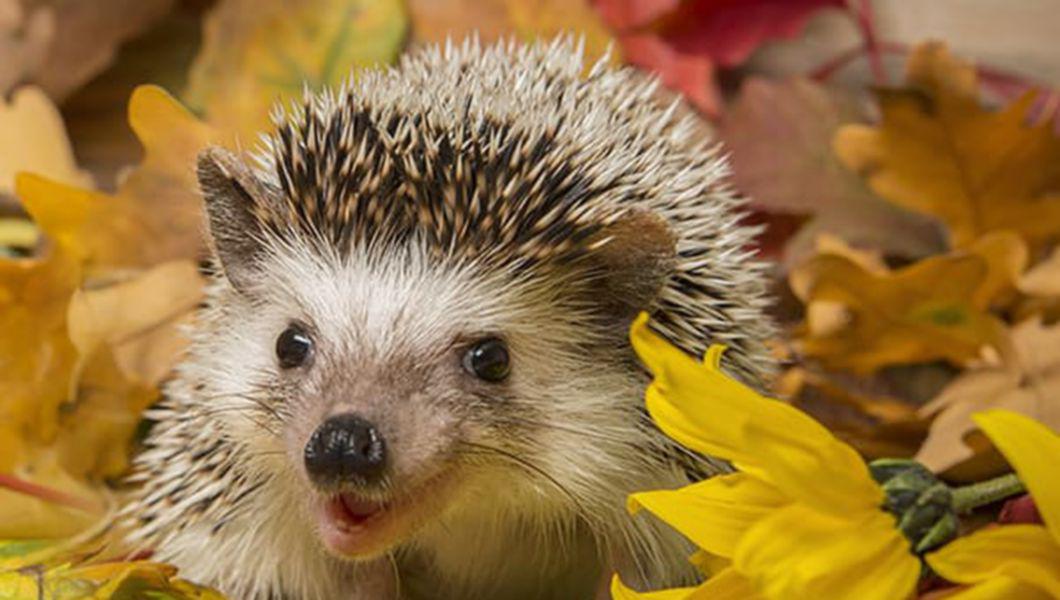 Ariciul hibernează iarna? Iată cum se pregătește ariciul pentru sezonul ...