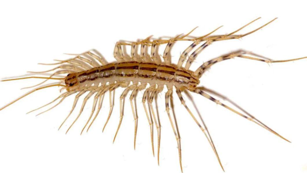 Insecte de casă. Speciile de care să scapi cât mai repede pentru a nu ...