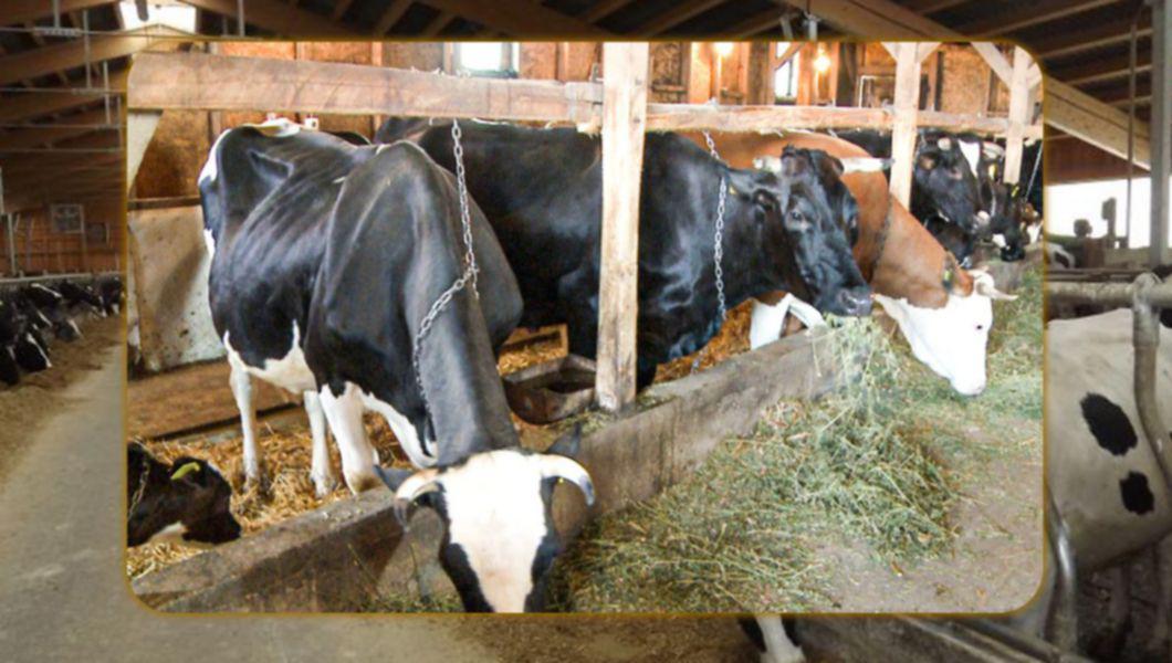 Sumele stabilite de APIA pentru crescătorii de vaci sau capre din