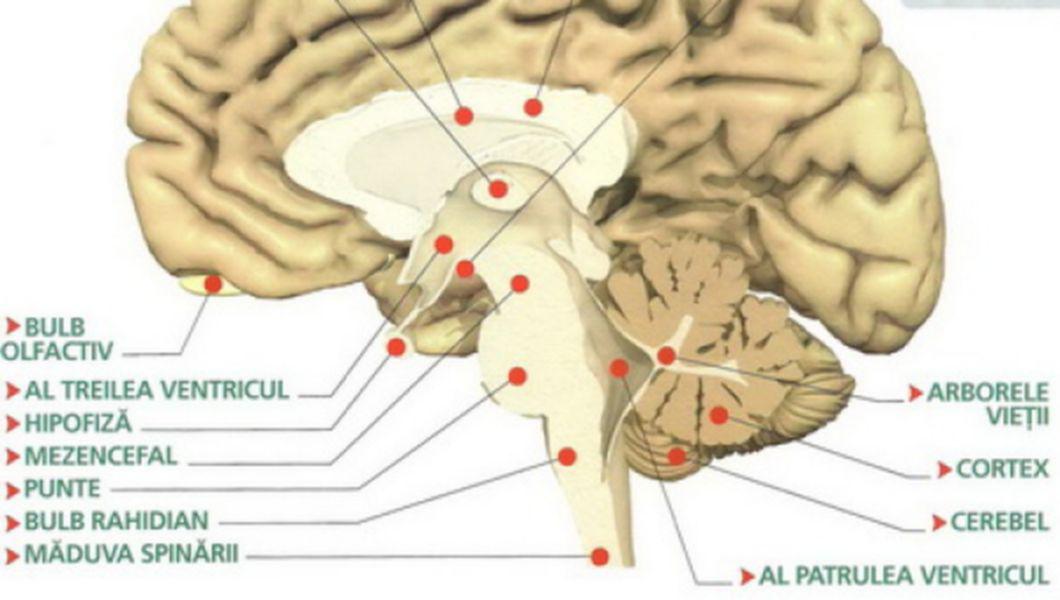 Bulbul rahidian - notiuni de anatomie • Buna Ziua Iasi • BZI.ro