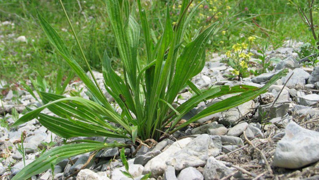 Patlagina ingusta are grija de plamani si piele. Descopera cum prepari ...