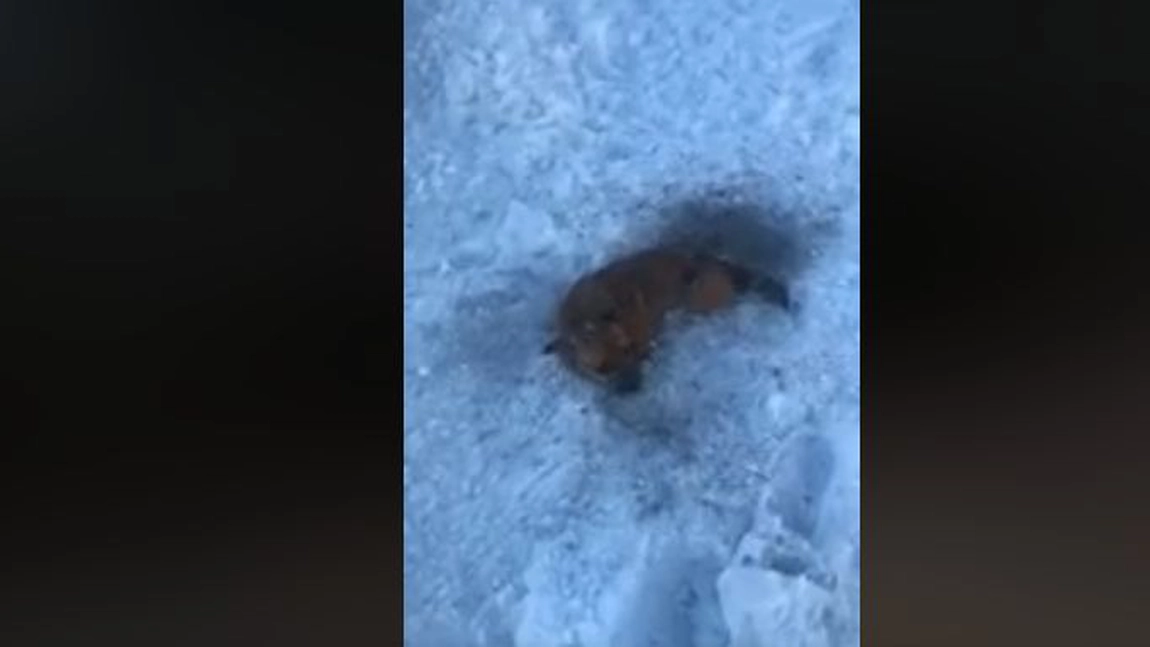 Horror! Şase câini au fost găsiţi împuşcaţi pe un câmp dintr-o ...