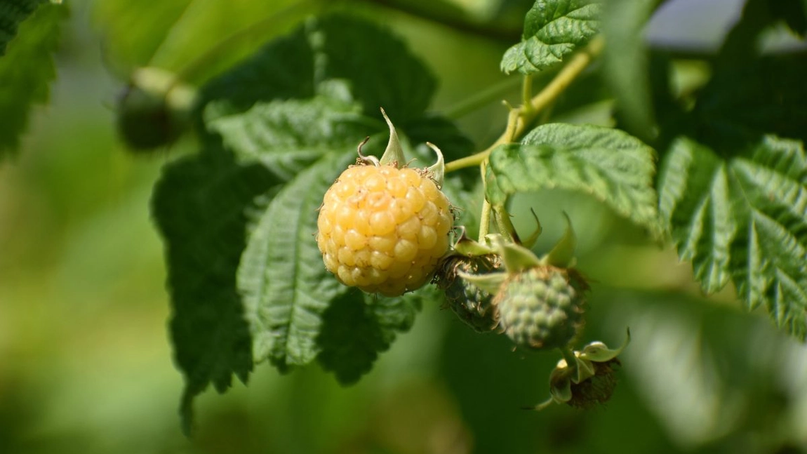 Zmeura galbenă - Beneficii, utilizări și contraindicații • Buna Ziua ...