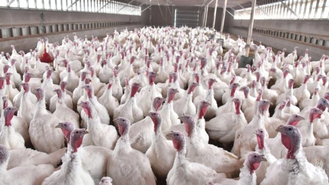 Focar de gripă aviară într-o fermă cu peste 20.000 de curcani. Ce ...