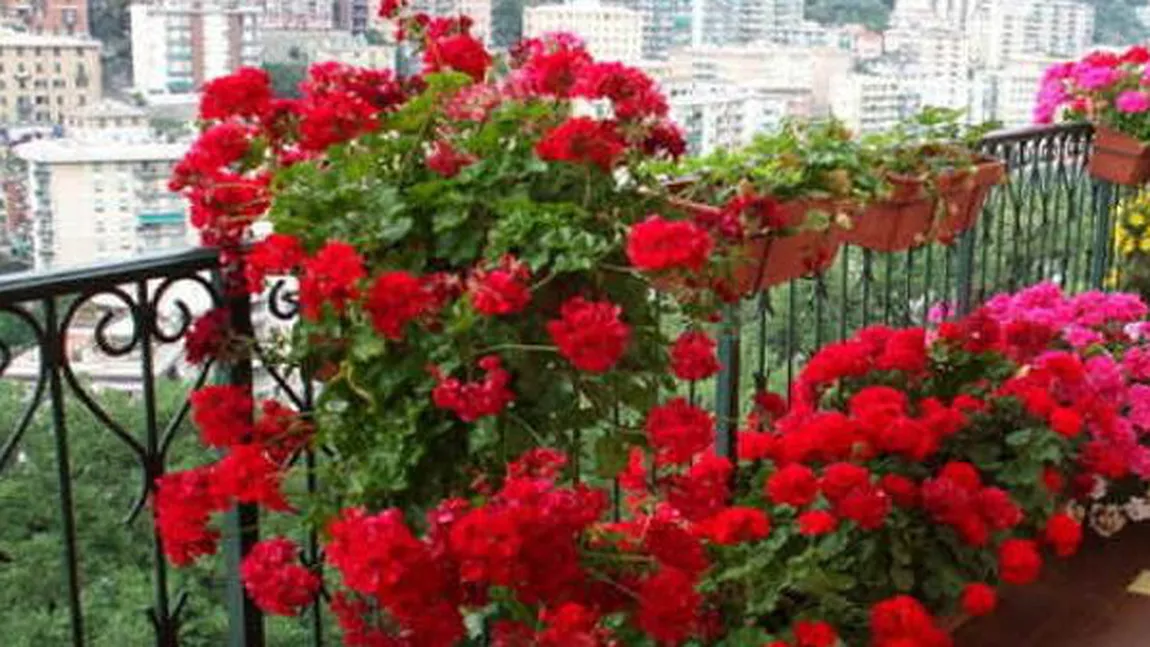 Cum se tund muscatele curgatoare ca sa aiba o inflorire cat mai ...