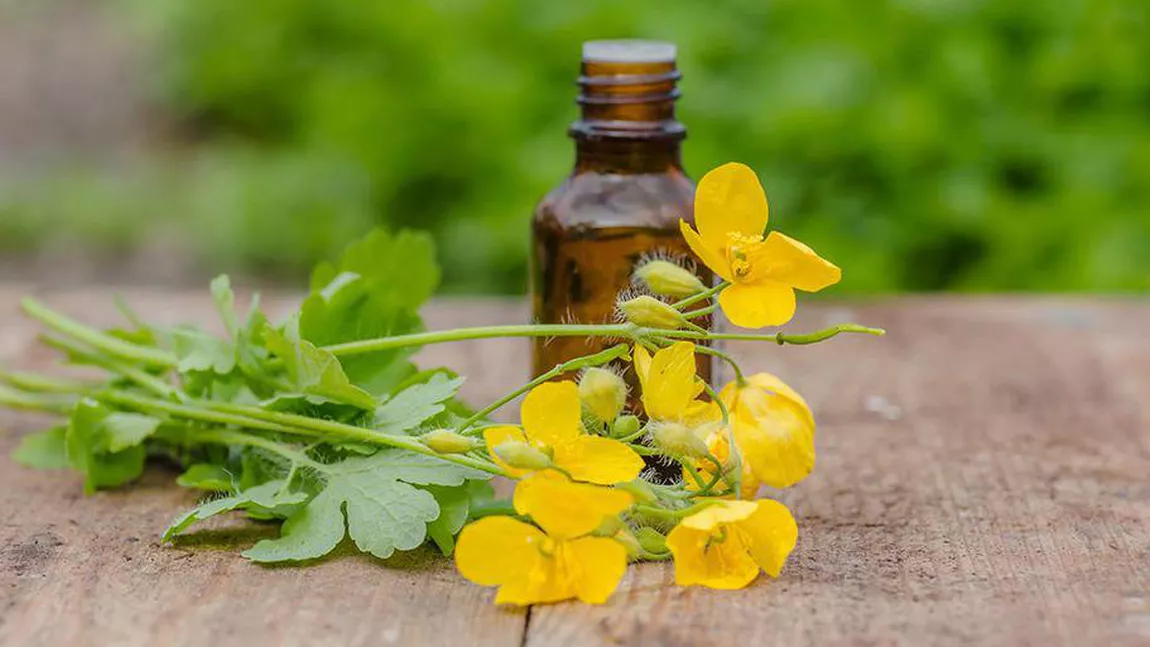 Ce este tinctura de rostopască și pentru ce se utilizează: Beneficii și ...