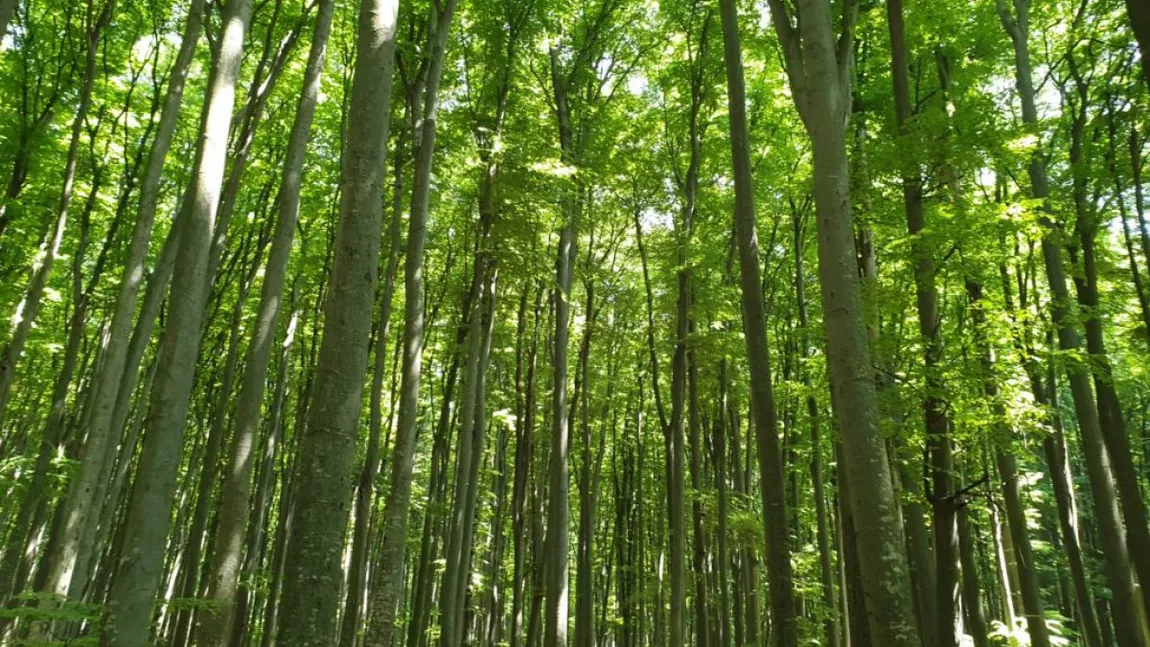 Programul Naţional de Împăduriri lansat de Guvern. 56.700 de