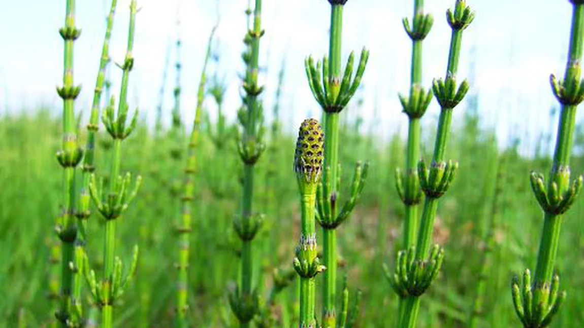 Diferența dintre coada calului și barba ursului. Cum putem distinge ...