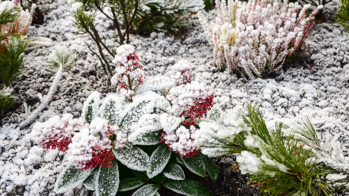 Plante de exterior rezistente. Cum să îți amenajezi grădina în sezonul ...