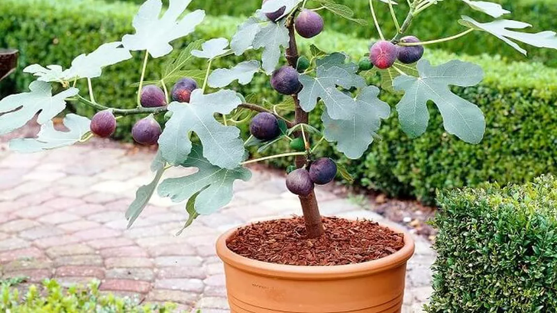 Când se plantează smochinul? Ce trebuie să știi despre momentul potrivit