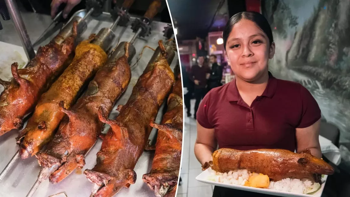 Ai curajul să încerci noua delicatesă? Porcușor de Guineea la