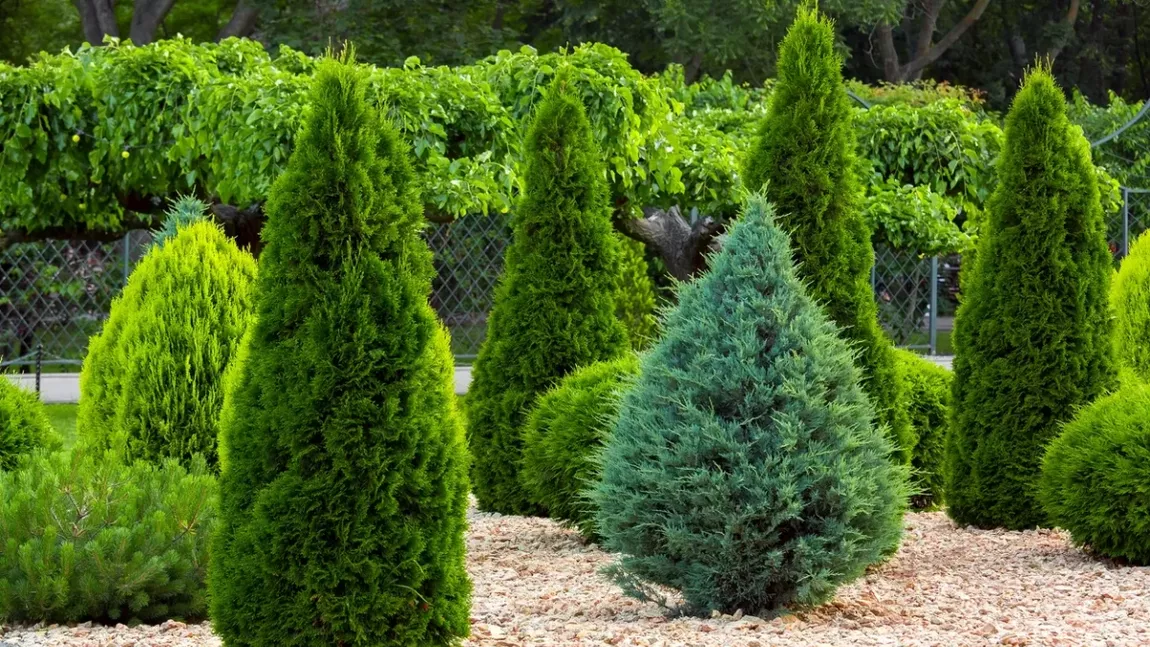 Tuia Occidentalis – cea mai populară plantă decorativă. Cum să ai grijă ...