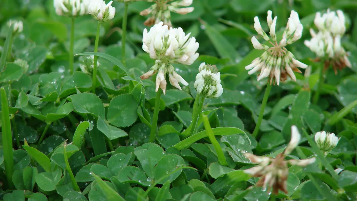 Trifoiul alb - benefic in zeci de afectiuni • Buna Ziua Iasi • BZI.ro