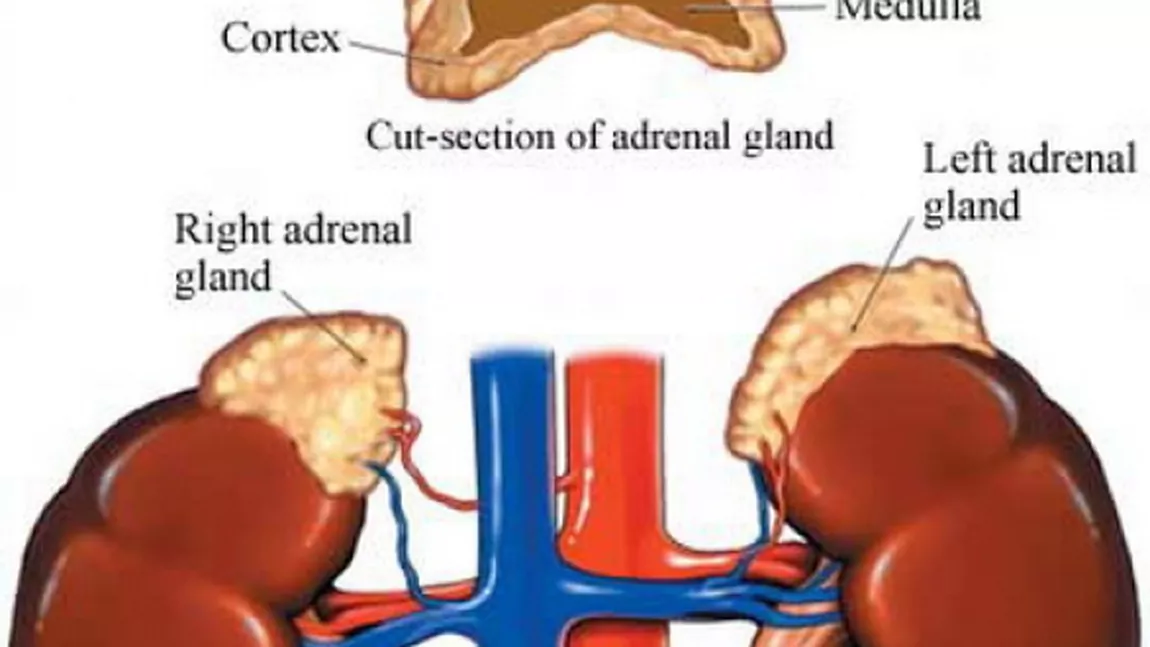 Hormonii secretati de glandele suprarenale • Buna Ziua Iasi • BZI.ro