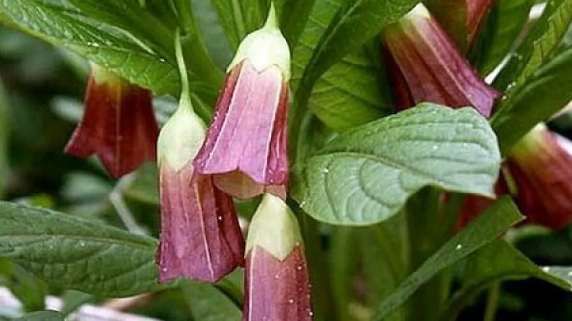 Cum te ajuta mutulica • Buna Ziua Iasi • BZI.ro