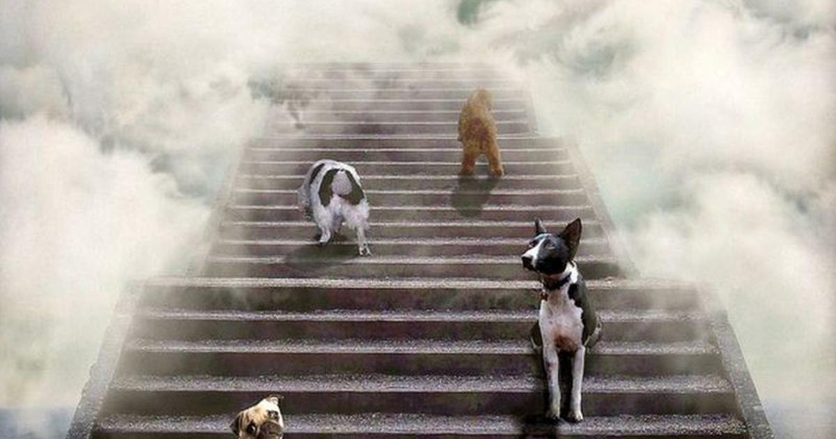 Unde se duc câinii când mor. Sufletul lor ajunge în Raiul animalelor?
