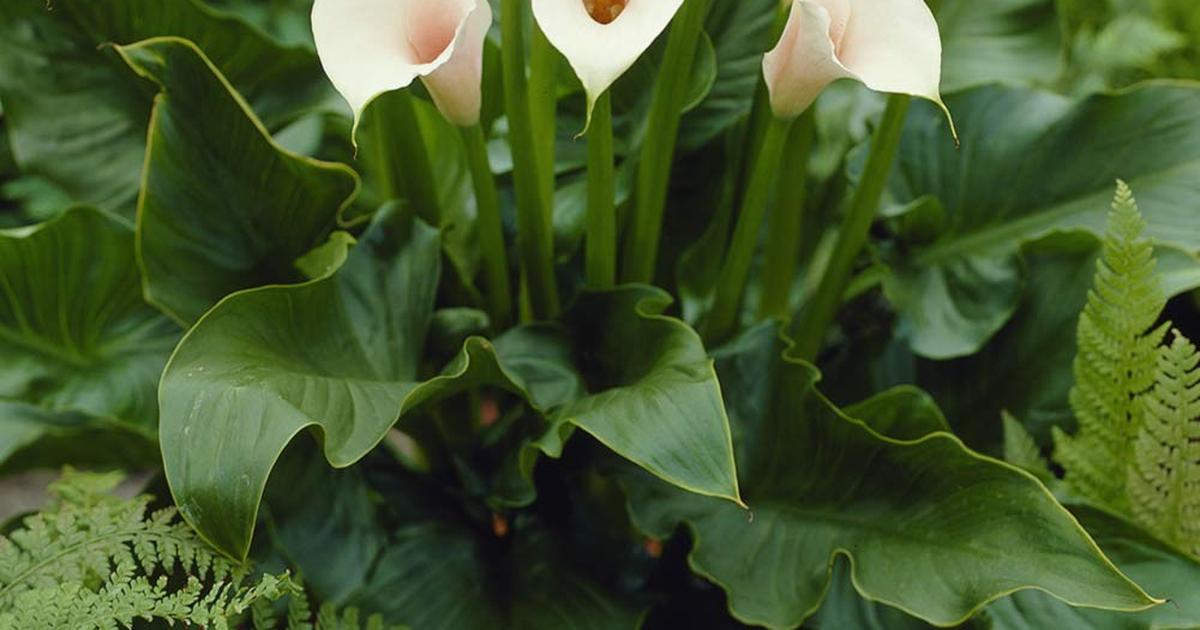 Cala floarea morții: Ce spun bătrânii despre misterioasa plantă