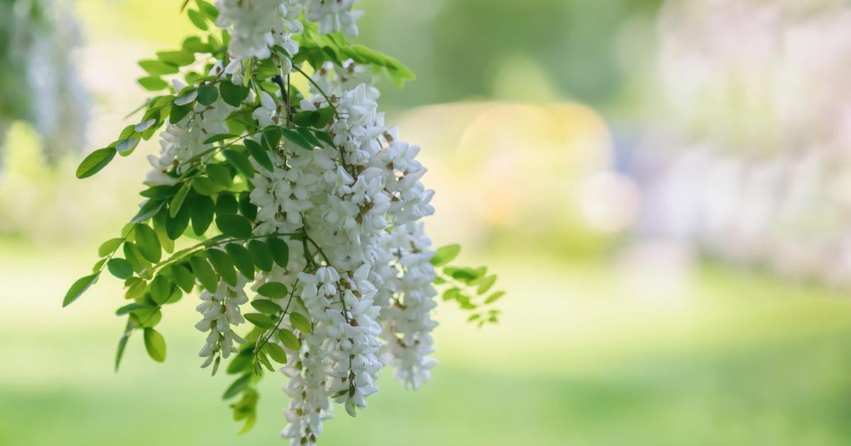 Florile de salcâm au numeroase beneficii pentru sănătate! Iată ce ...