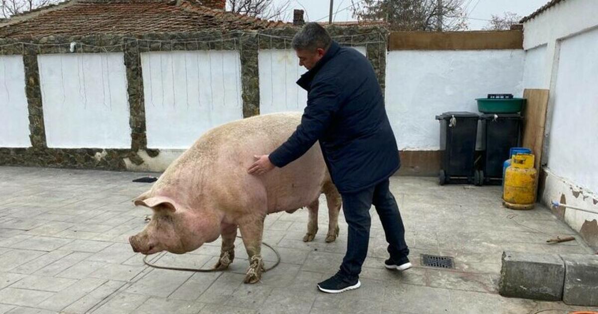 Marcel, cel mai mare porc din România, a fost tăiat. Avea o greutate record de 714 kg • Buna ...