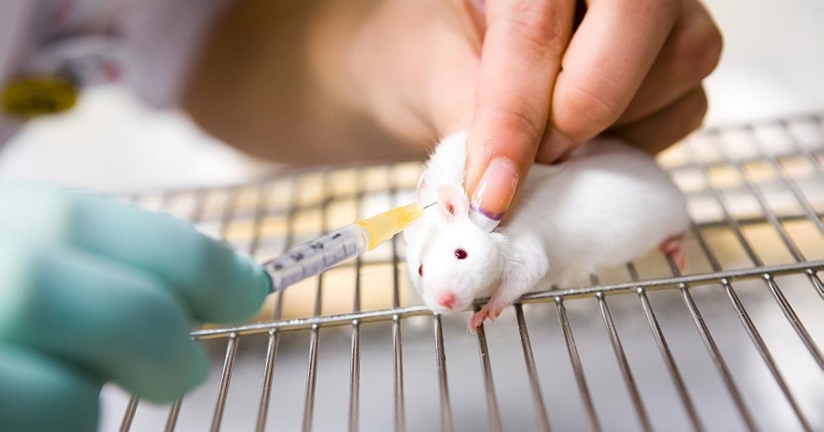 SUA elimină testarea obligatorie pe animale a medicamentelor • Buna ...