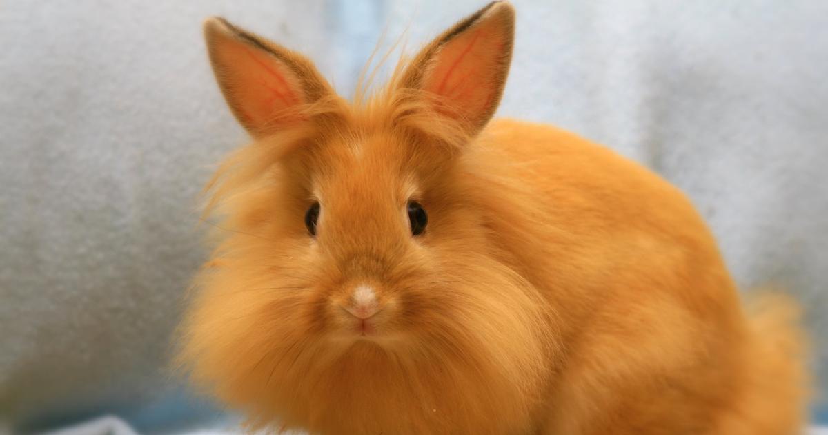 Iepure cap de leu. Prin ce se deosebește această rasă?