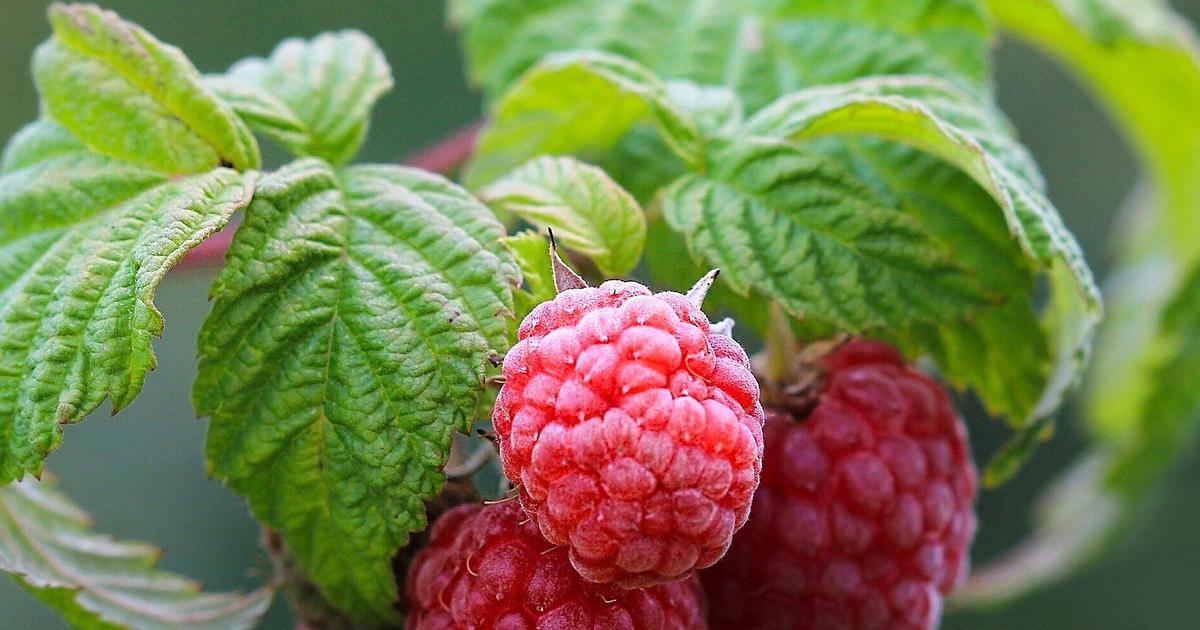 Extract din mlădițe de zmeur păreri. Compuși benefici care se regăsesc ...