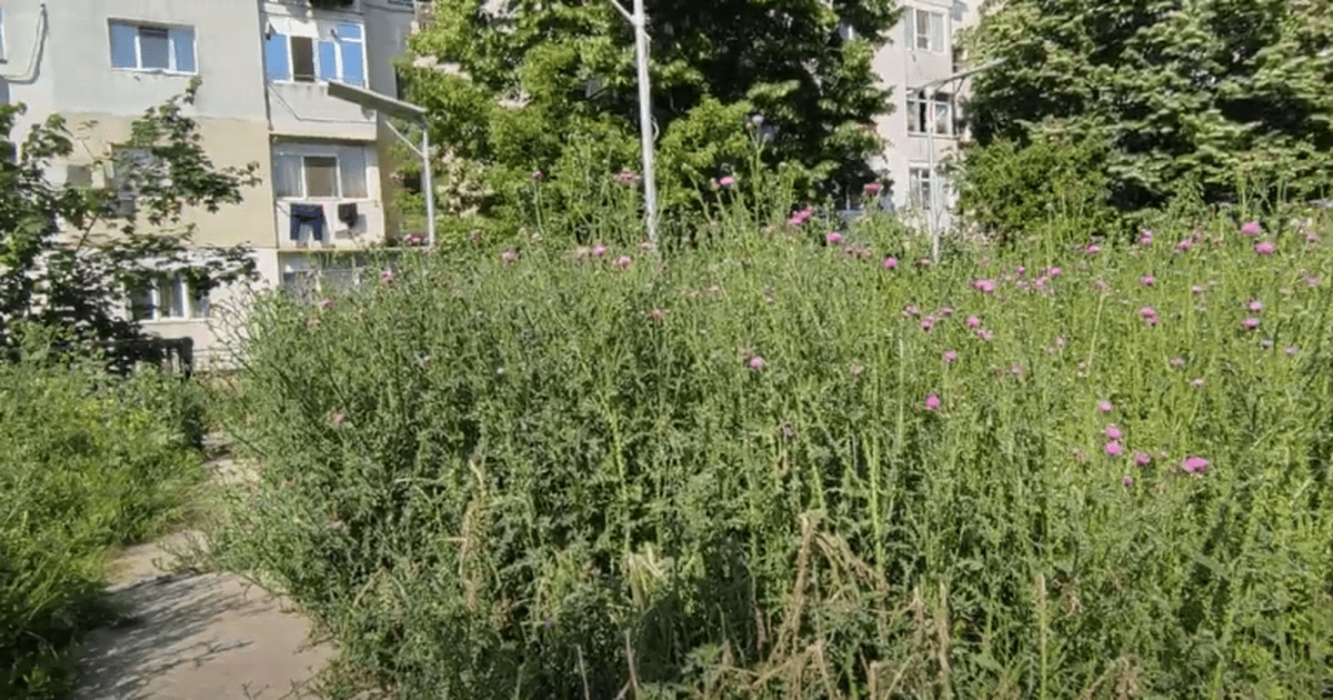 Senatorul de Iaşi Diana Șoșoacă, uluită de scaieţii de aproximativ 2 ...