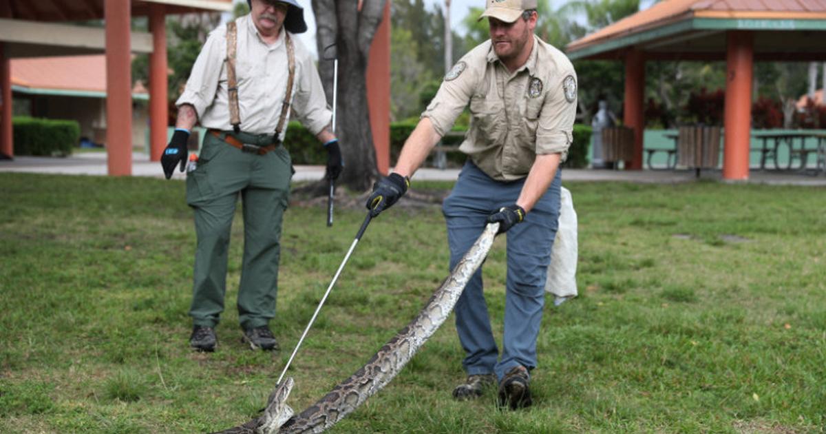 Sute de participanți la un concurs de ucis pitoni în Florida. Premii de ...
